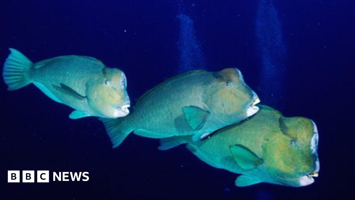 Coral munching bumphead fish give insight into conservation - BBC News