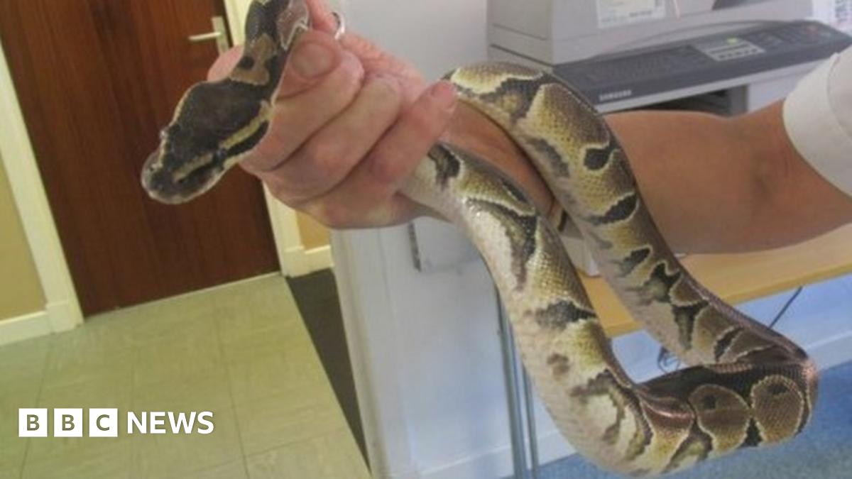 Appeal over python found in lay-by on A721 near Carstairs - BBC News