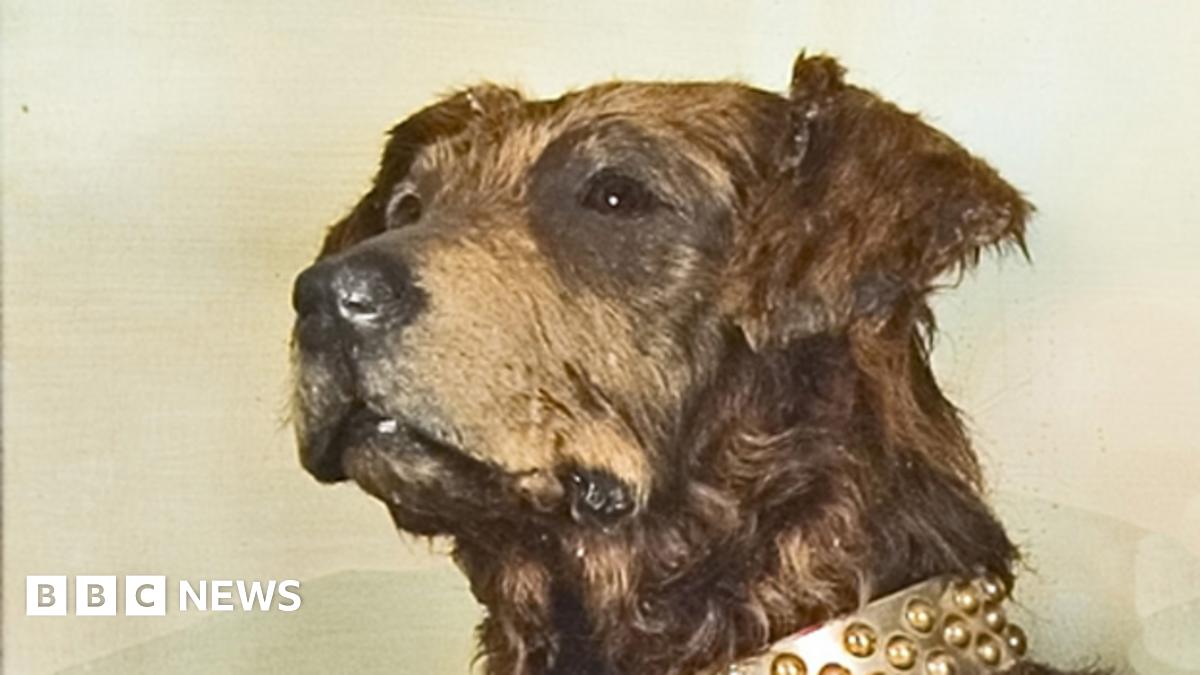 The dead dog that changed colour twice - BBC News