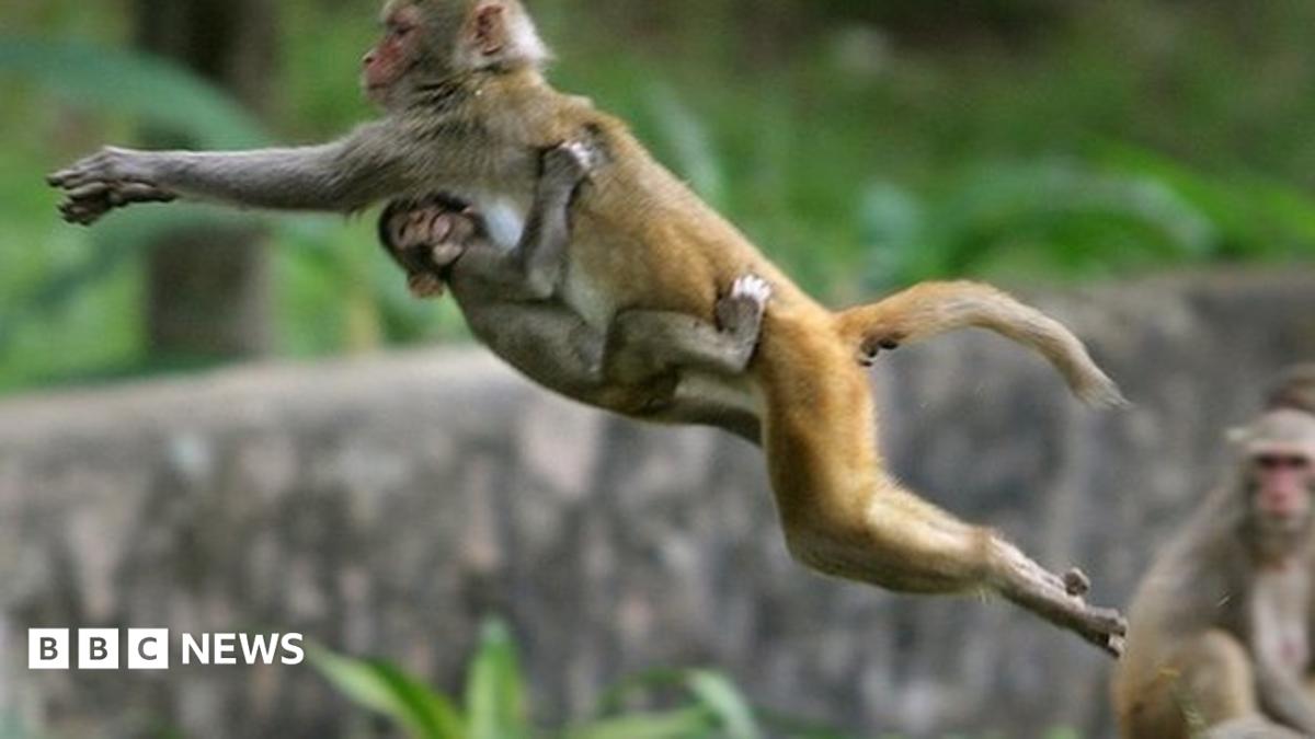 India monkey showers people with stolen banknotes in Shimla - BBC News