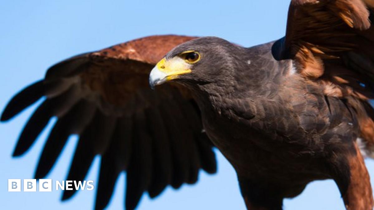 Peterhead brings in falconer to tackle seagull menace - BBC News