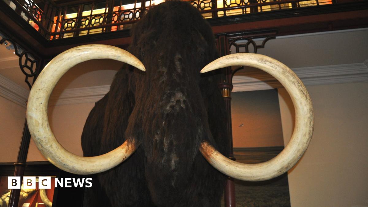 Ipswich mammoth called Wool.i.am - BBC News