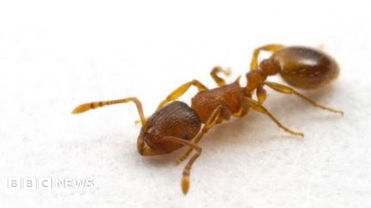 Ant colony 'personalities' shaped by environment - BBC News