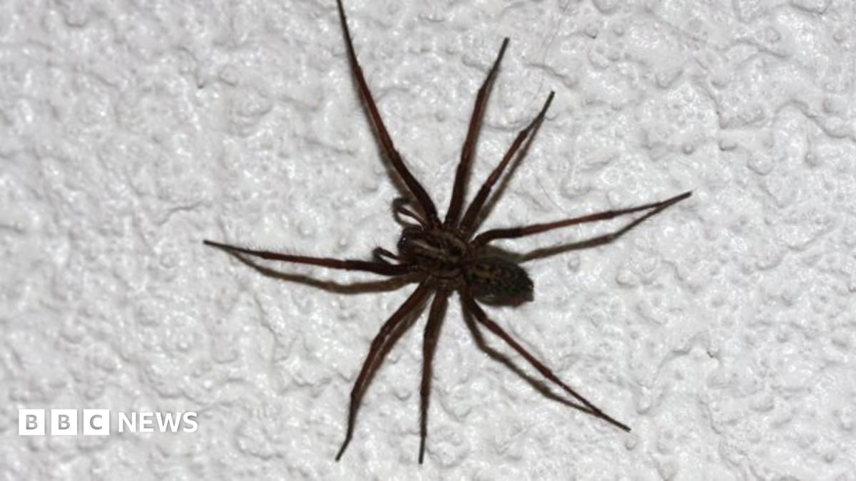 House fire after owner set spider alight - BBC News