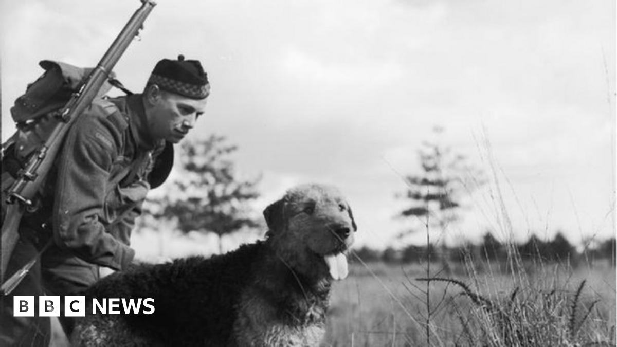 Dogs of war: How man's best friend joined him at the front - BBC News