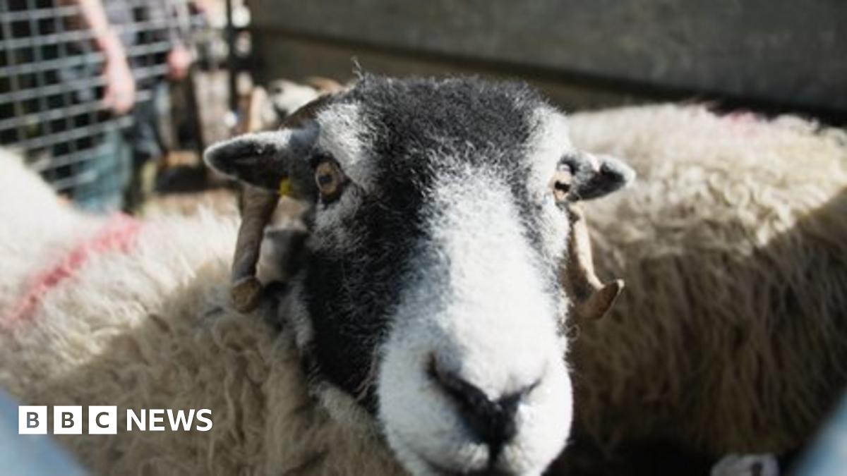 Sheep rustling and tool theft boost rural crime figures - BBC News