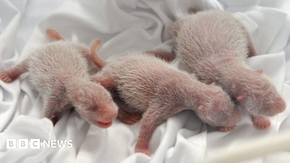 Panda triplets unveiled in Chinese zoo - BBC News