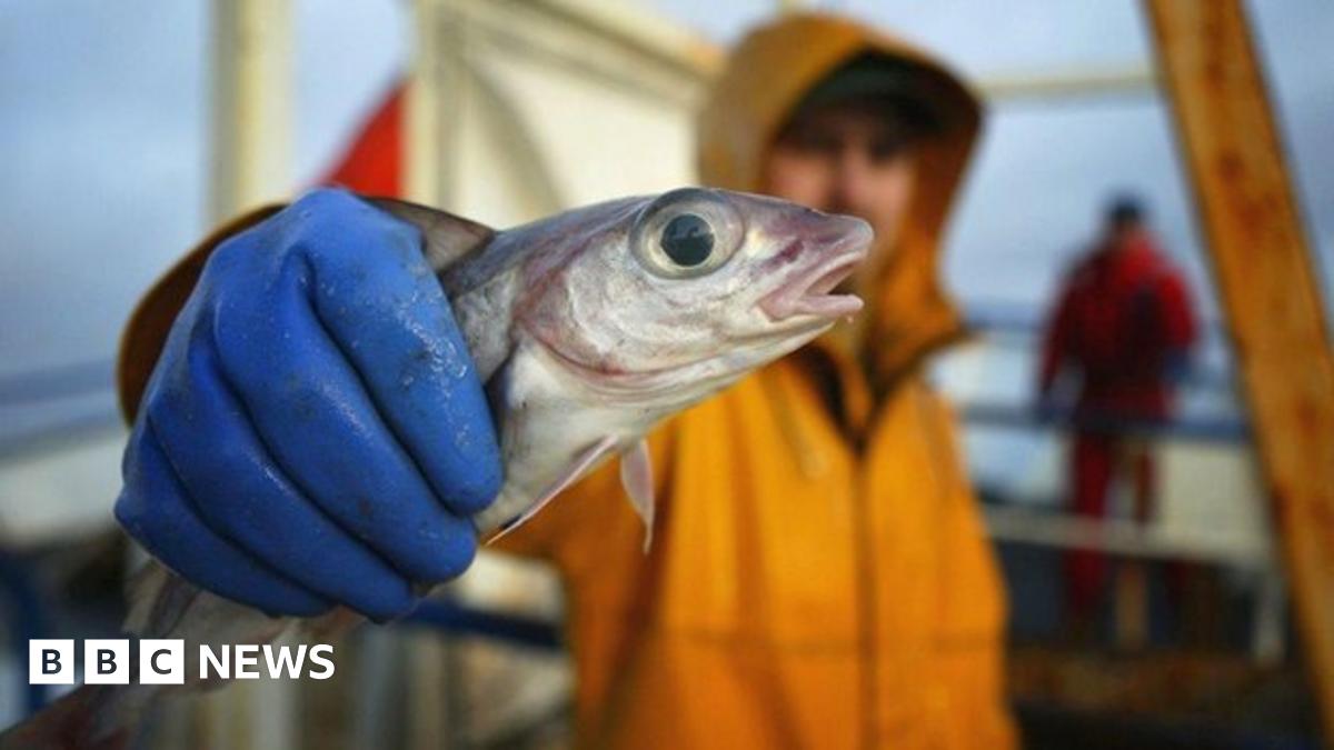 Almost a fifth of UK fish landed in Shetland in 2015 - BBC News