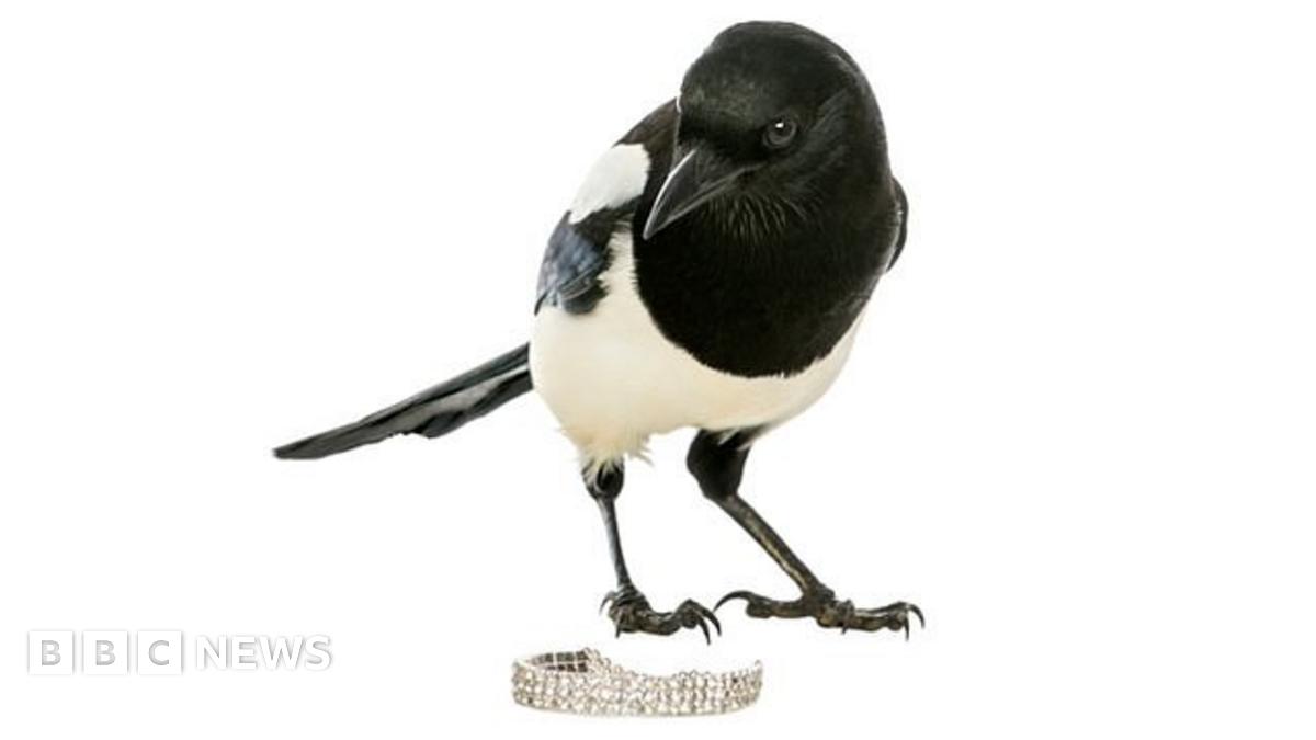 Magpies 'don't steal shiny objects' - BBC News