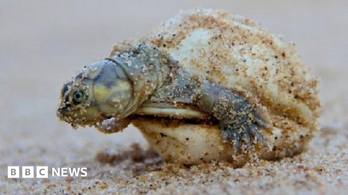 River turtle mothers 'talk' to their hatchlings - BBC News
