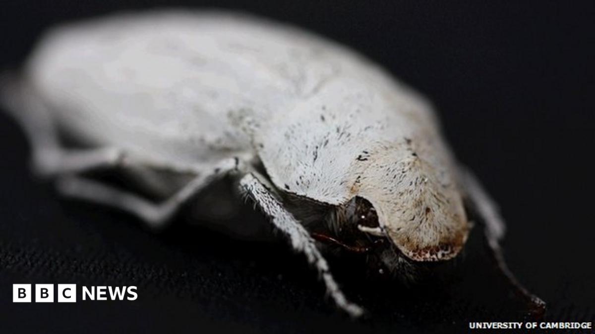 Beetles' whiteness understood - BBC News