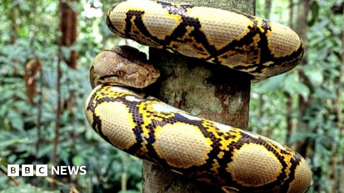 Tree-hugging snakes squeeze tight for safety - BBC News