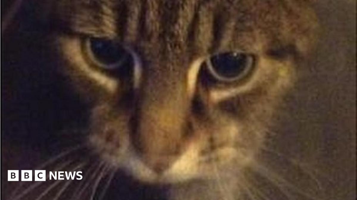 Cat found shot and beheaded in Watford garden - BBC News