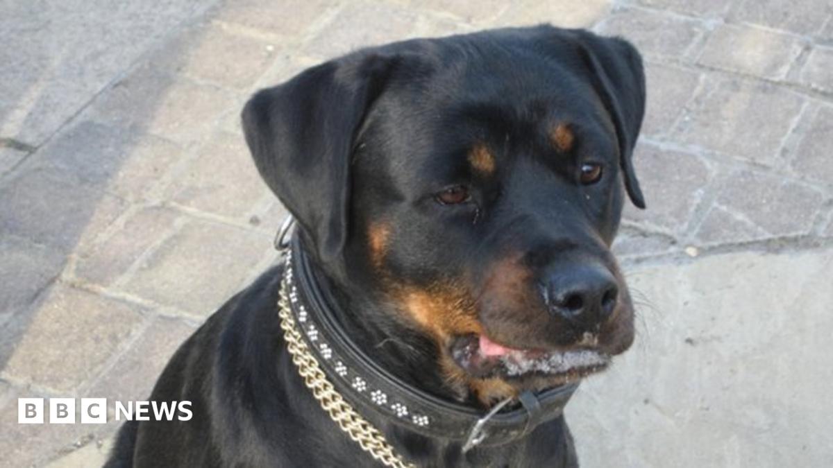 Rottweiler badly injured in Loughton stabbing - BBC News