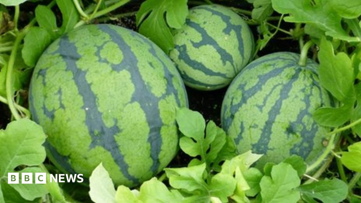 UK-grown watermelons in Tesco stores - BBC News