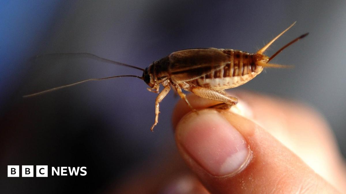 Canada: 'Cricket compost box' tackles food problem - BBC News