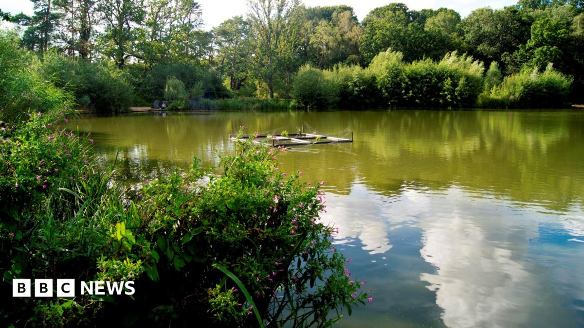 Britten's Pond nears end of 10-year improvement project - BBC News