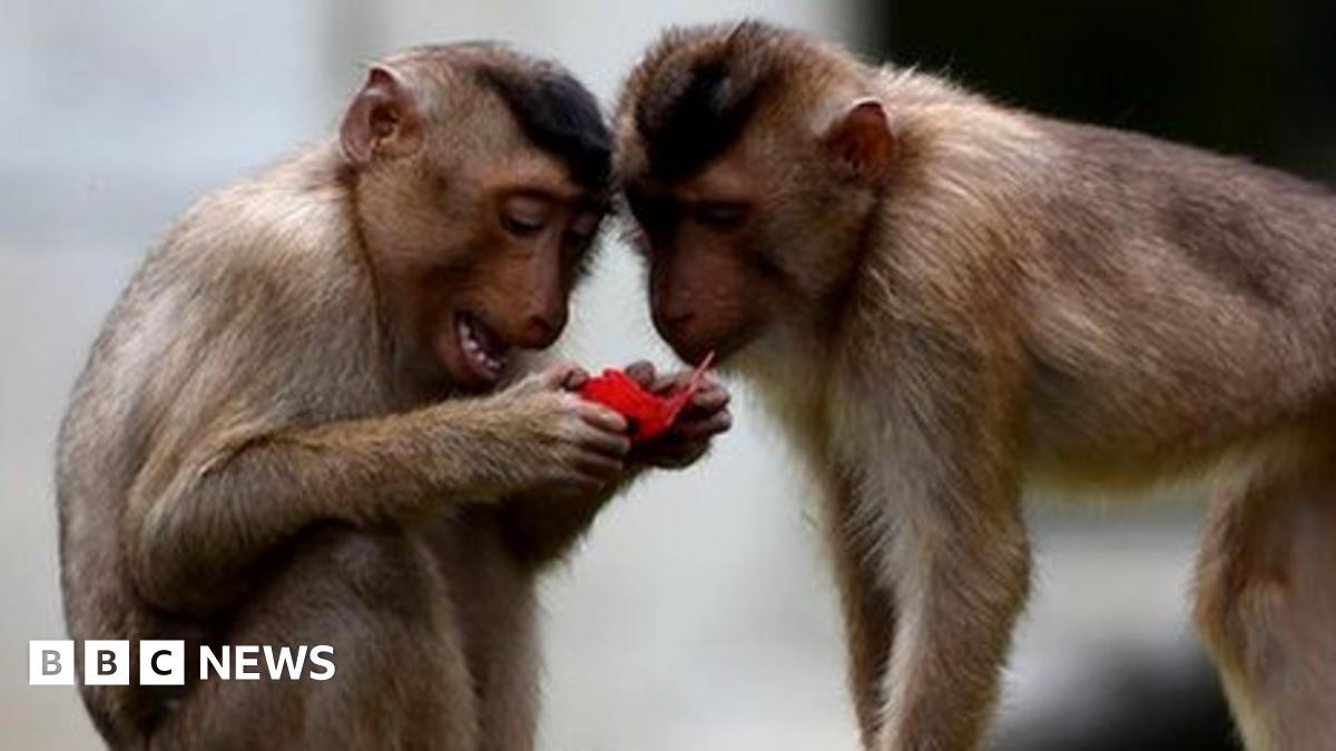 Monkey leaders and followers have 'specialised brains' - BBC News