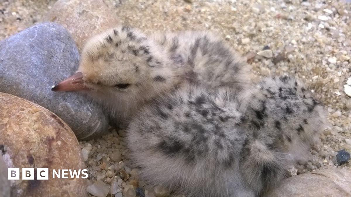 Rare seabird has 'most successful' breeding season in 20 years - BBC News