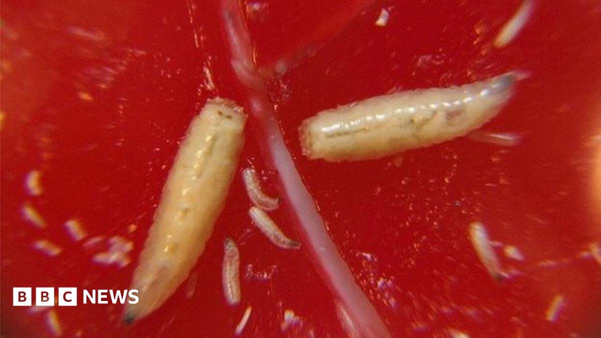 How maggots can lower Kenyan hospital bills - BBC News