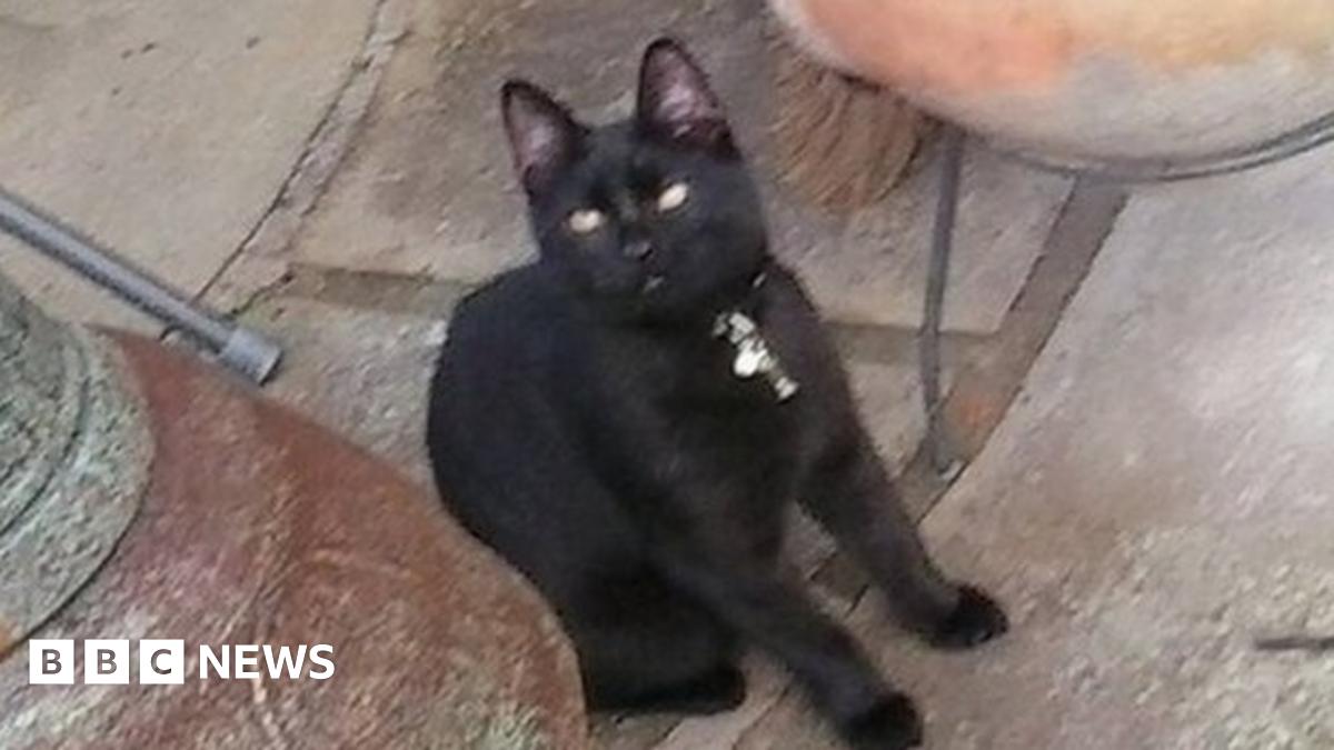 Cat poisoning scare in Calverton village - BBC News