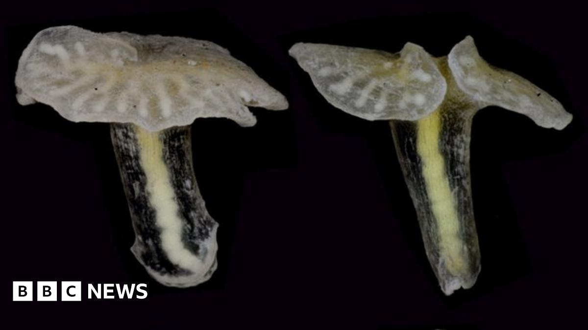 Deep sea 'mushroom' may be new branch of life - BBC News