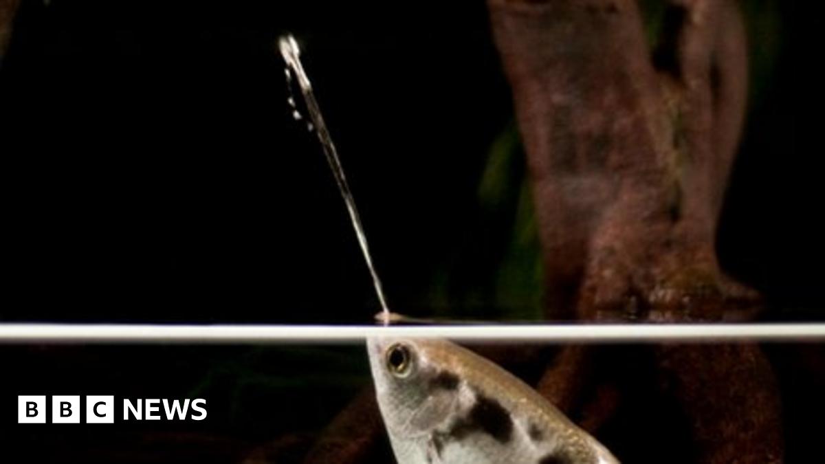 Spitting fish 'adjust for distance' when shooting - BBC News