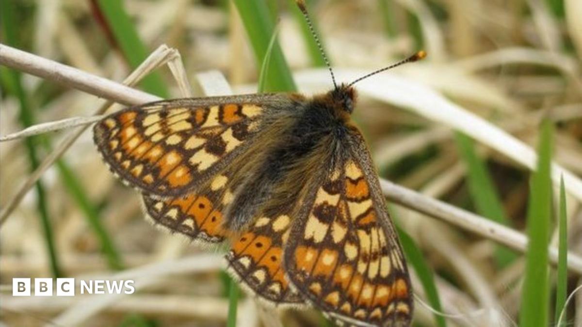 Rare marsh fritillary butterfly found at new Devon sites - BBC News