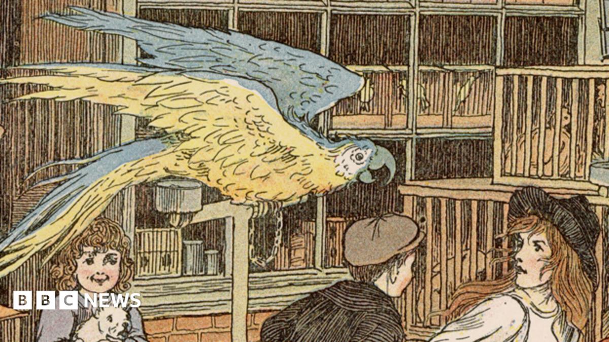 Victorian Strangeness: The parrot that started a fight - BBC News