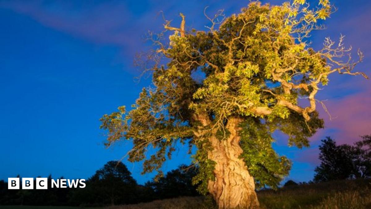 Scottish Tree of the Year finalists announced - BBC News