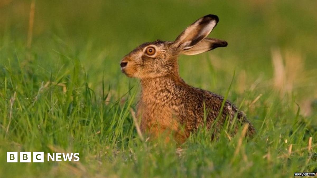 Kent Police report rise in hare coursing and poaching - BBC News