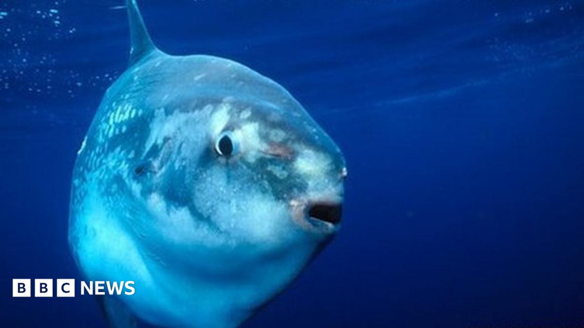 Rare sunfish spotted in Isle of Man waters - BBC News