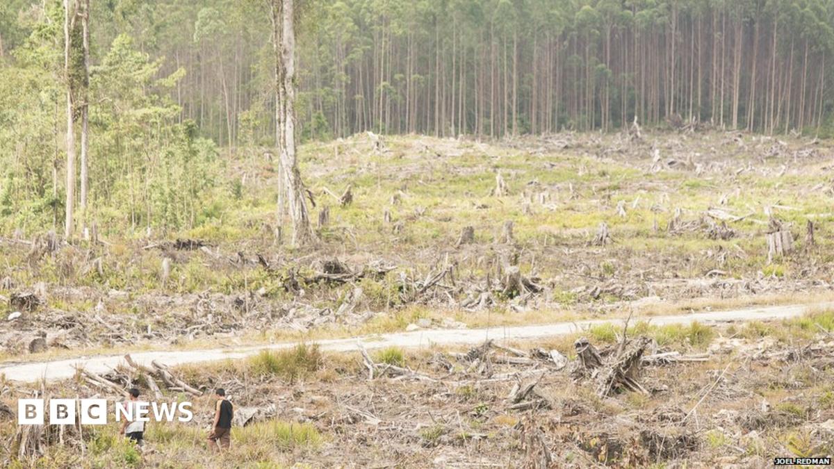 Demand for agricultural products drives 'shock' tree loss in tropical ...