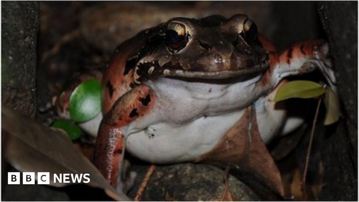 Caribbean frogs given breeding boost - BBC News