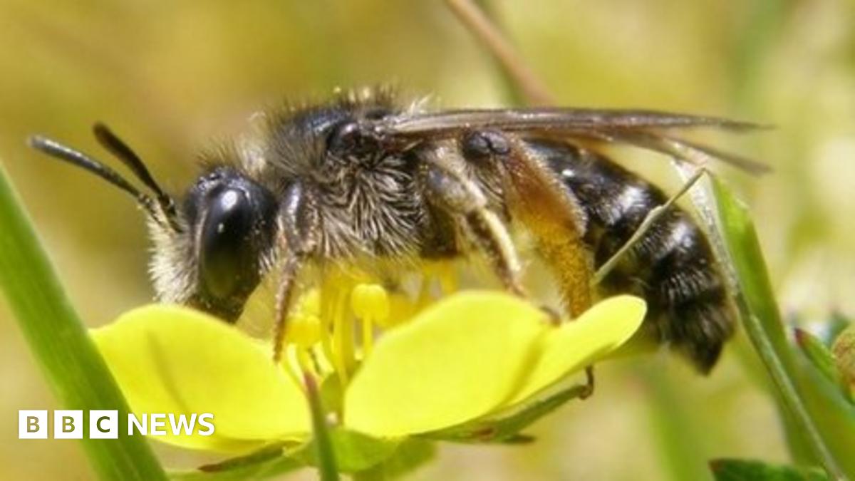 Two rare bee species discovered on Cornwall nature reserve - BBC News