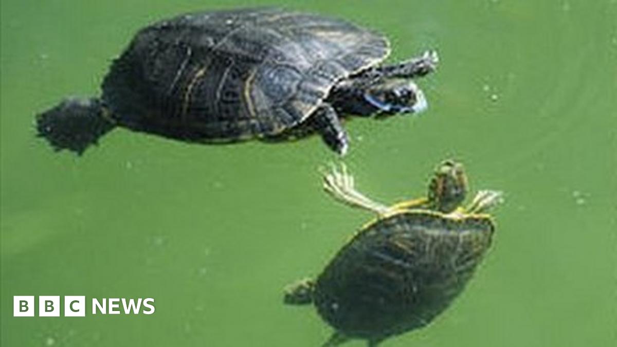 Aliens among us: What strange species are making England home? - BBC News