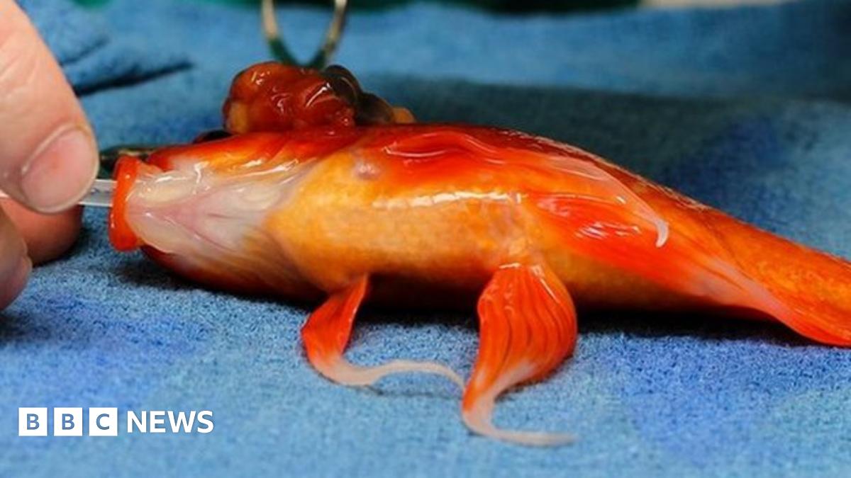 Goldfish recovering after 'high-risk' tumour removal - BBC News