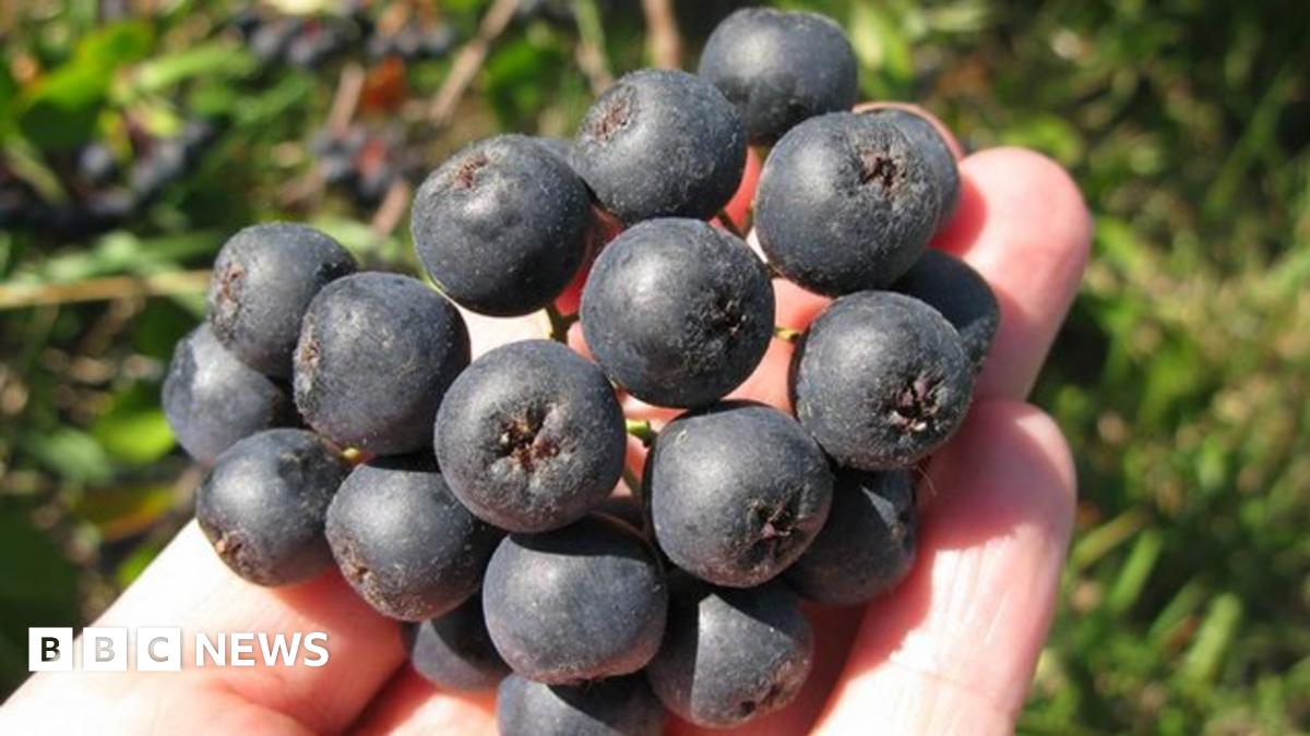 Berries in cancer therapy experiment - BBC News