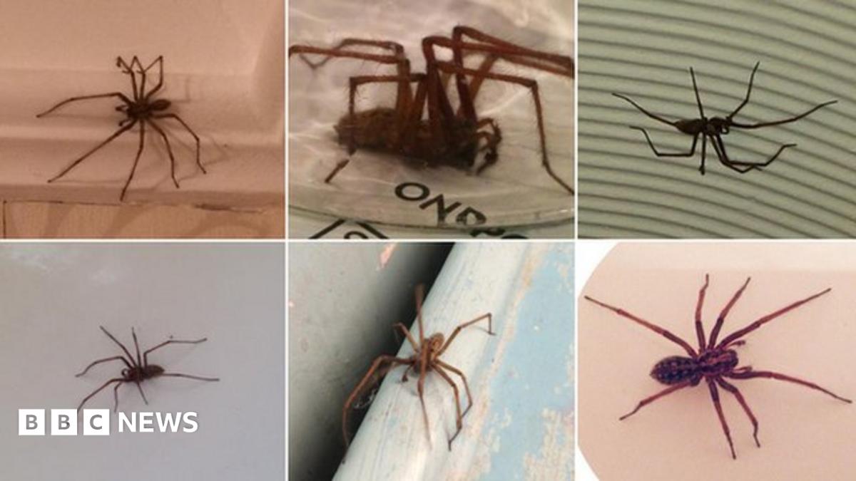 Spider surge: Why are more creeping around? - BBC News