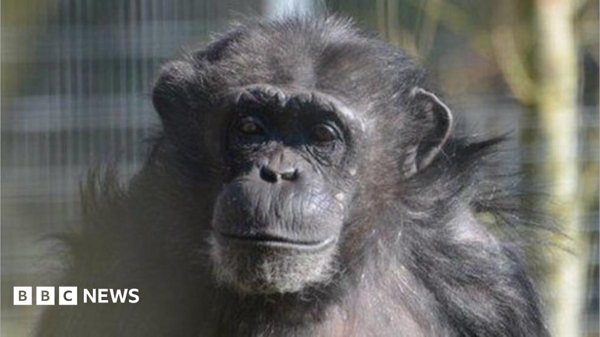 Chimps are 'naturally violent' according to researchers - BBC News