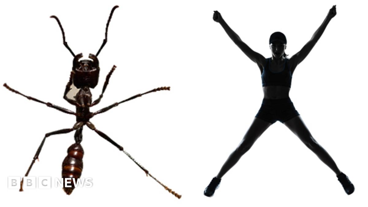 Are all the ants as heavy as all the humans? - BBC News