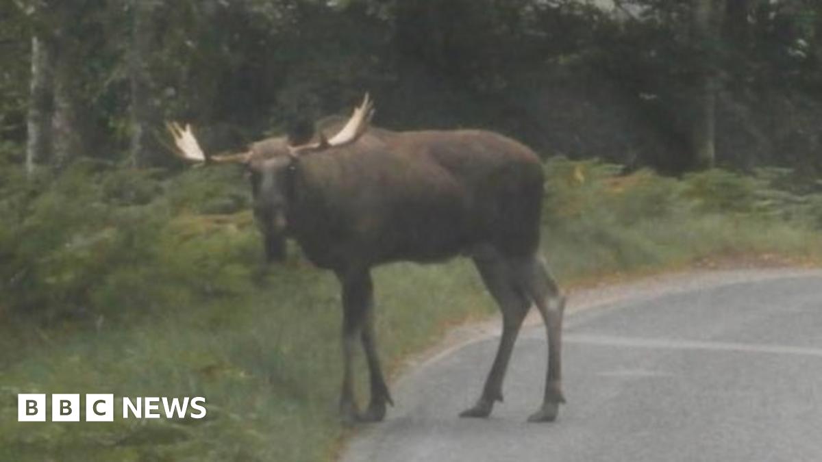 Police aid search for moose on loose again in Perthshire - BBC News