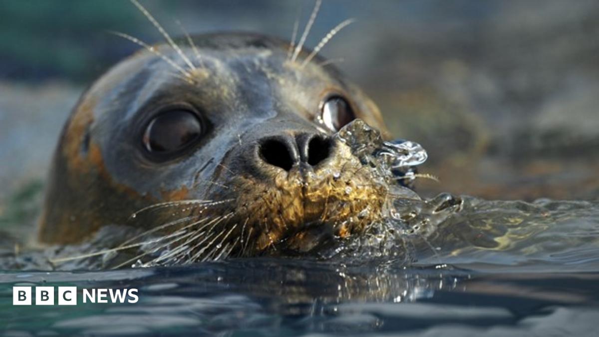 Hunstanton Sea Life Sanctuary: Return for tidal surge victims - BBC News