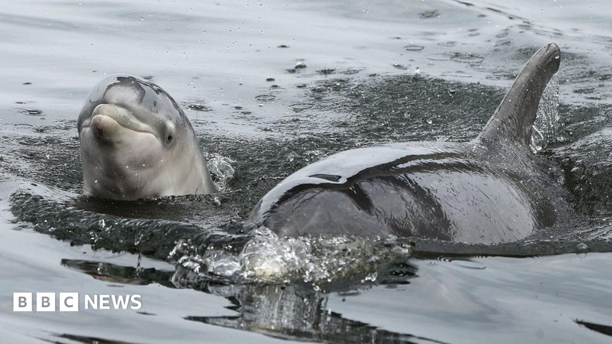 Moray Firth's bottlenose dolphin population 'stable' - BBC News