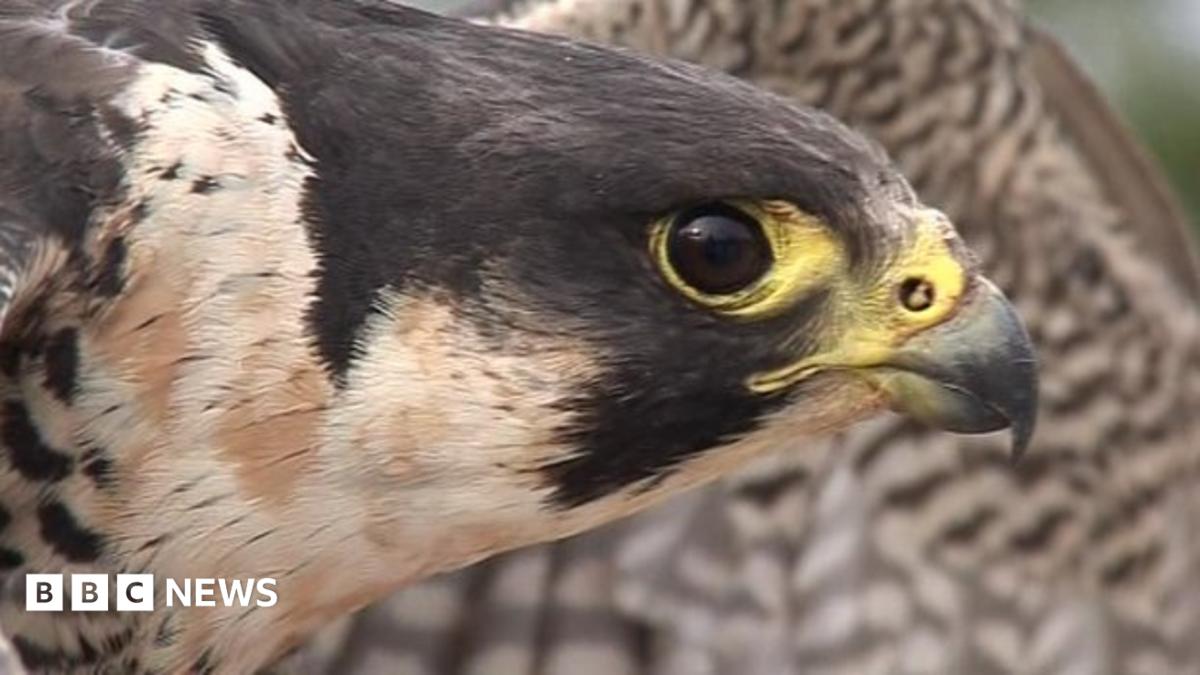 Derry's peregrine falcon dies in 'suspected poisoning' - BBC News