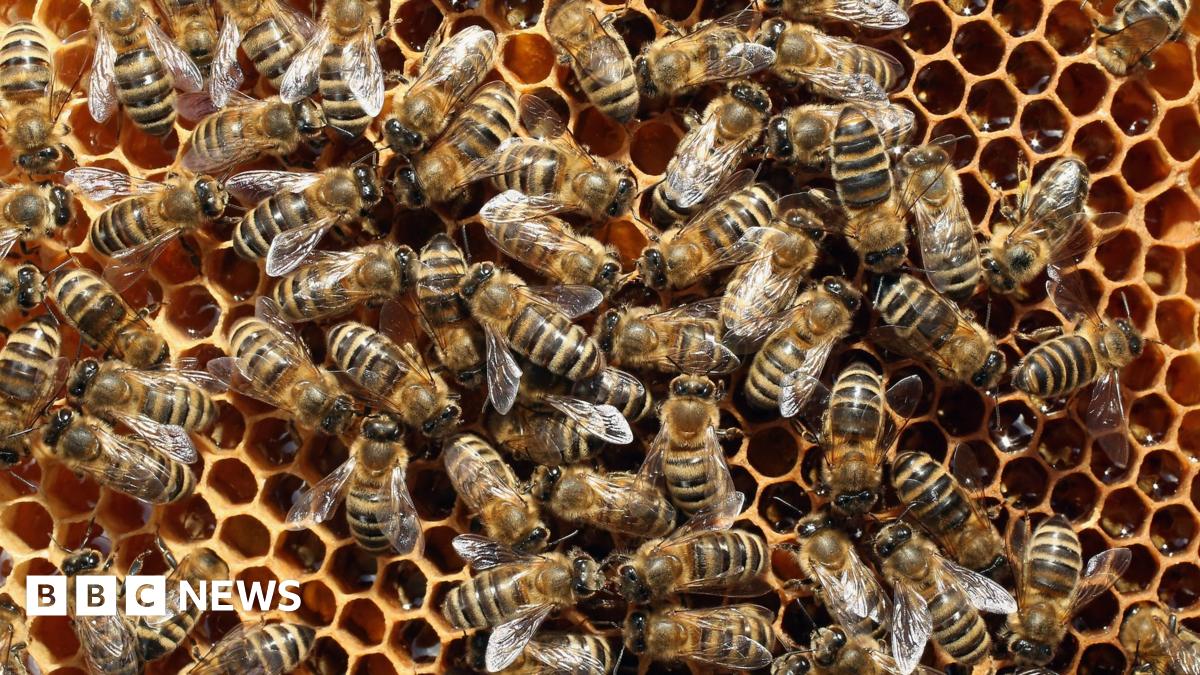 Canada: Bee-keeping initiative by mining giant Vale - BBC News