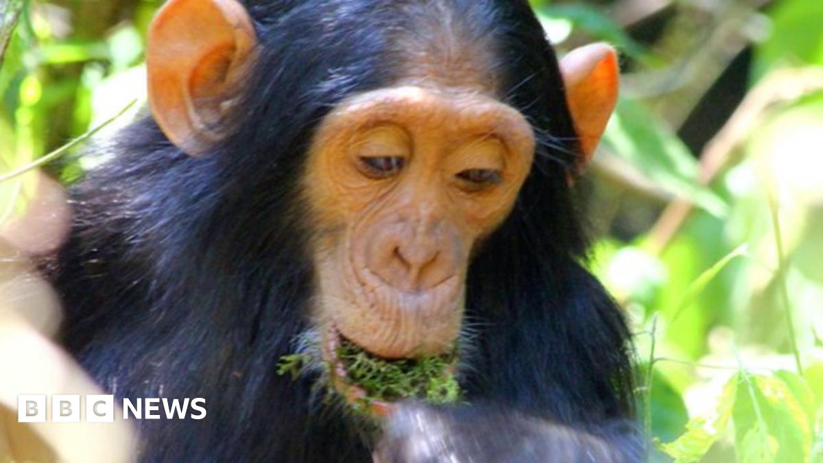 Chimps with tools: Wild ape culture caught on camera - BBC News
