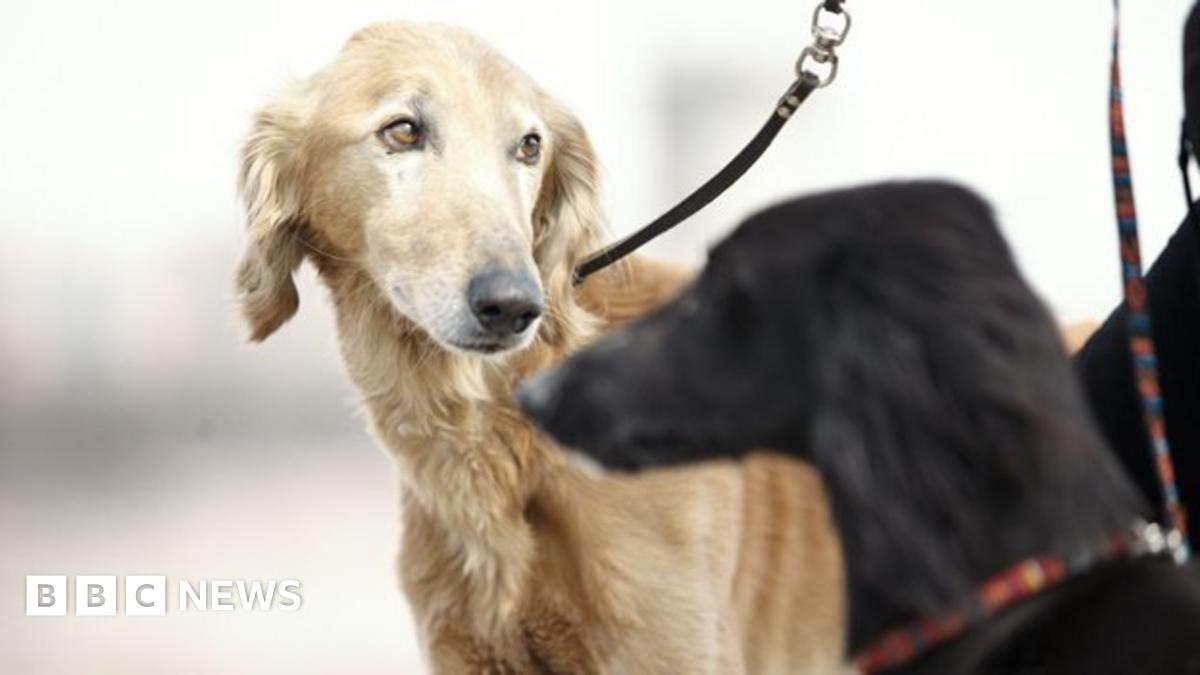 Kazakhstan: Hunters try to save rare Tazy dog breed - BBC News