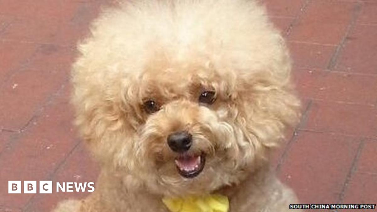 'Democracy dogs' give Hong Kong protests an added bite - BBC News