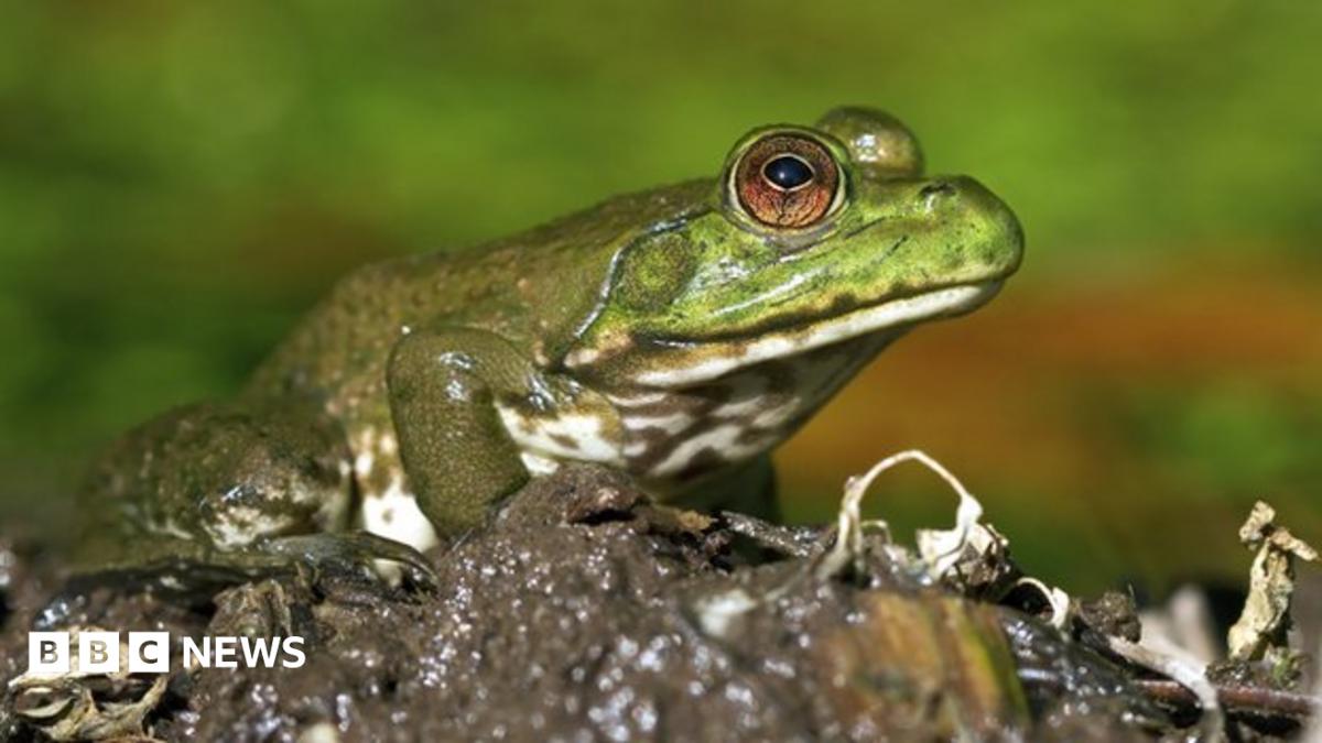 Hungry US bullfrog invasion spreads - BBC News